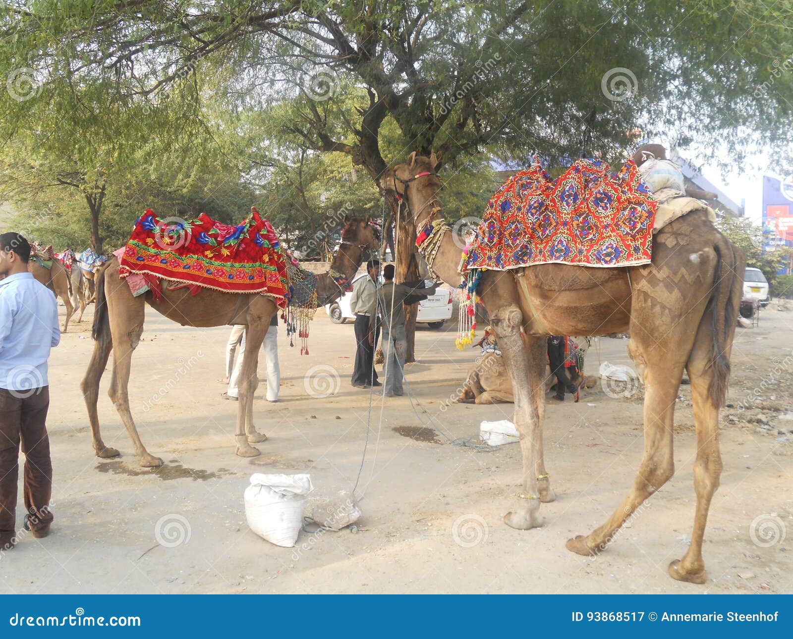Camels editorial photography. Image of agra, ride, india - 93868517