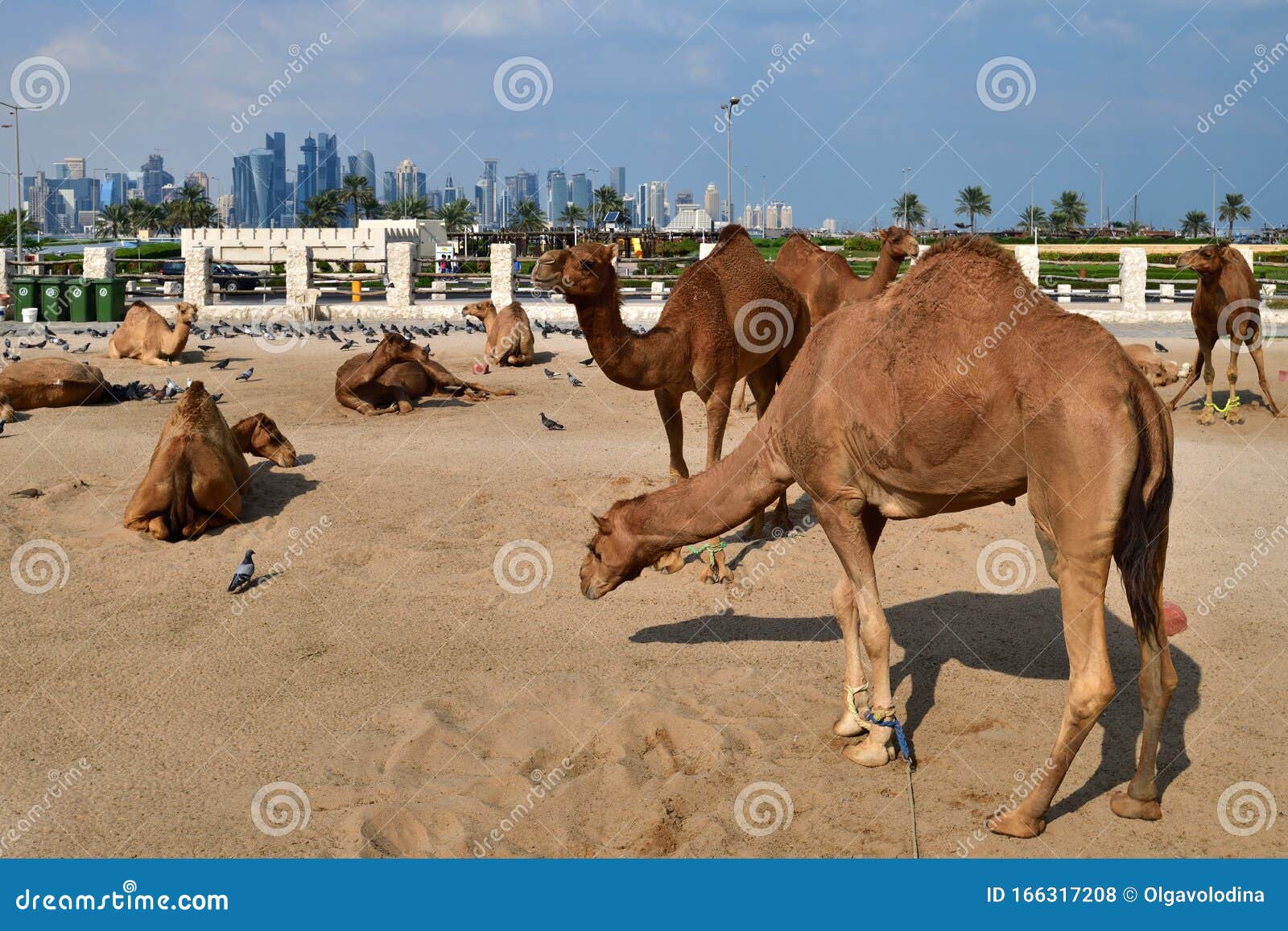 Camels in Camel Souq, Waqif Souq in Doha, Qatar Stock Photo - Image of ...