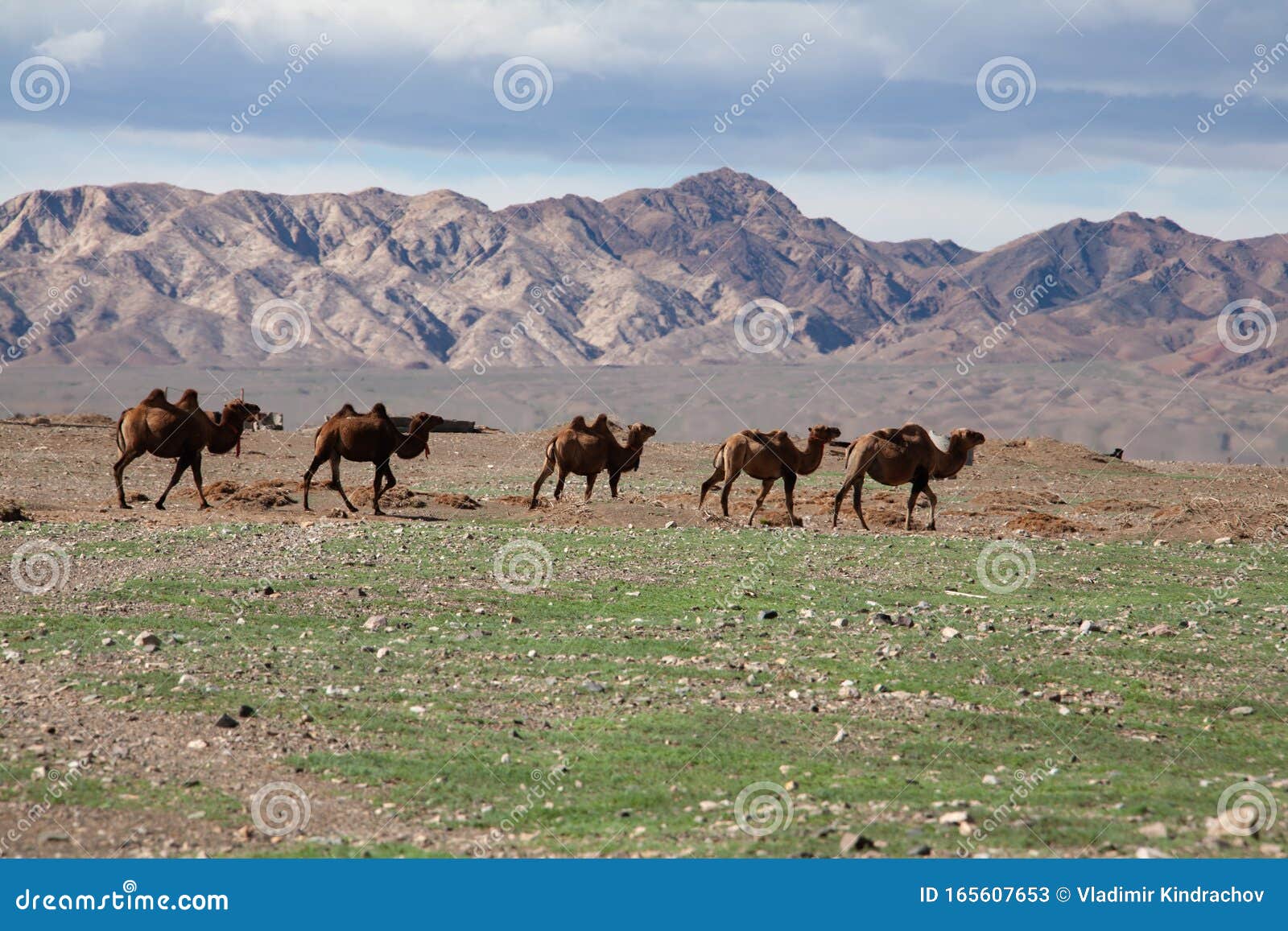Camels Camelus Bactrianus En Steppe Mongole Image stock - Image du ...