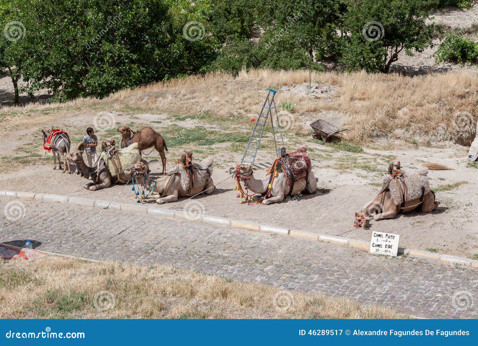 Camels in Cappadocia Turkey Editorial Photography - Image of cappadocia ...