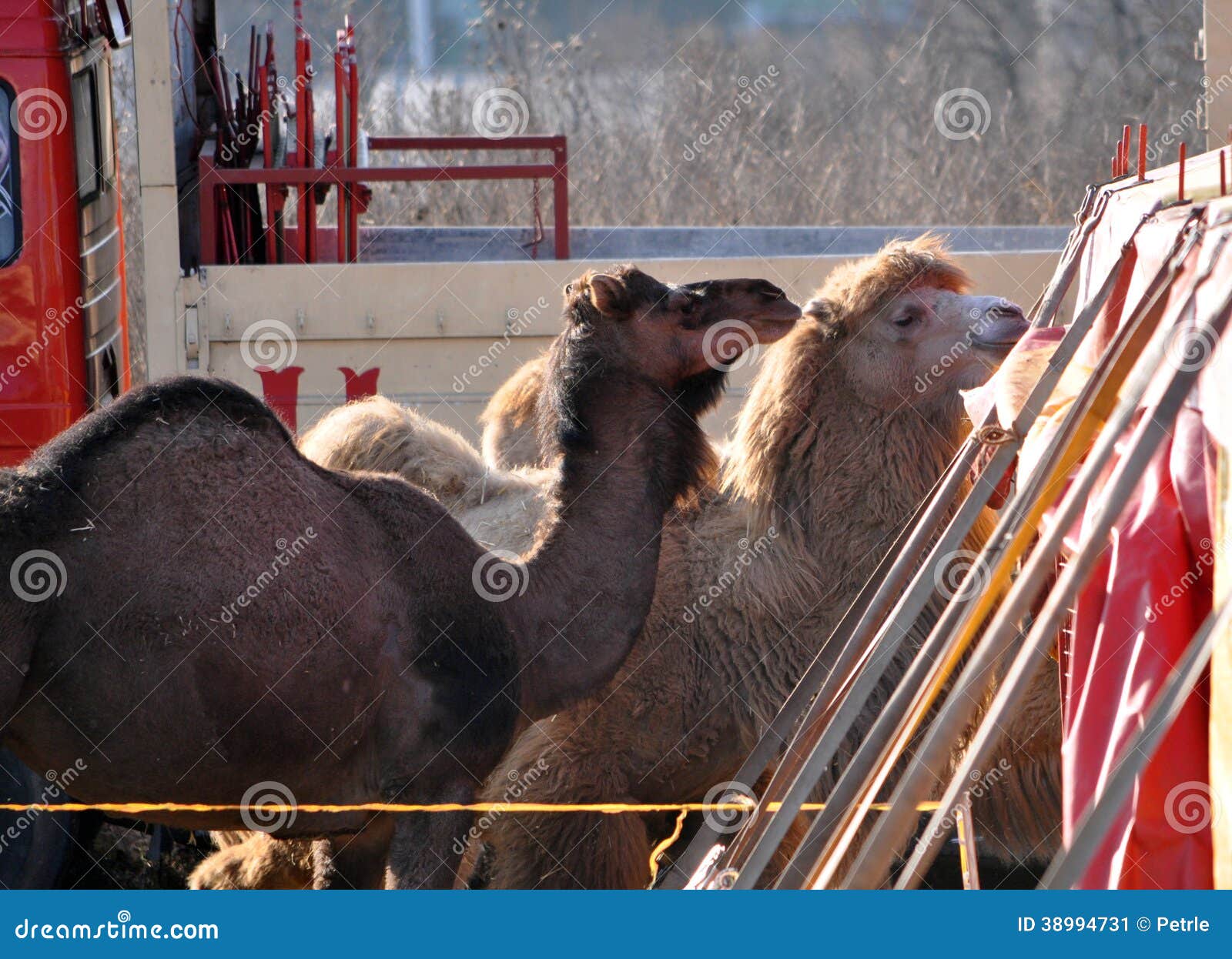 Camels in the Circus Corral Stock Image - Image of camels, animals ...