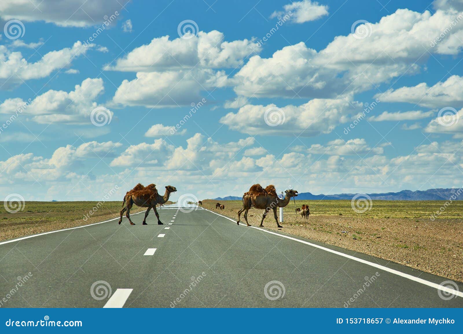 Camels cross the highway stock image. Image of arid - 153718657