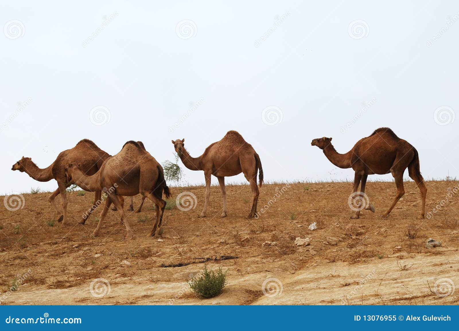 Camels in desert stock image. Image of asia, camel, arid - 13076955
