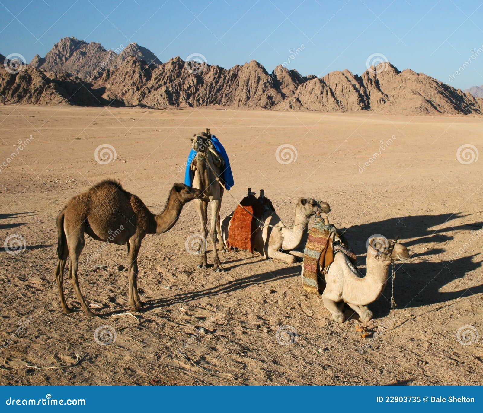 Camels in the Desert stock image. Image of landscape - 22803735