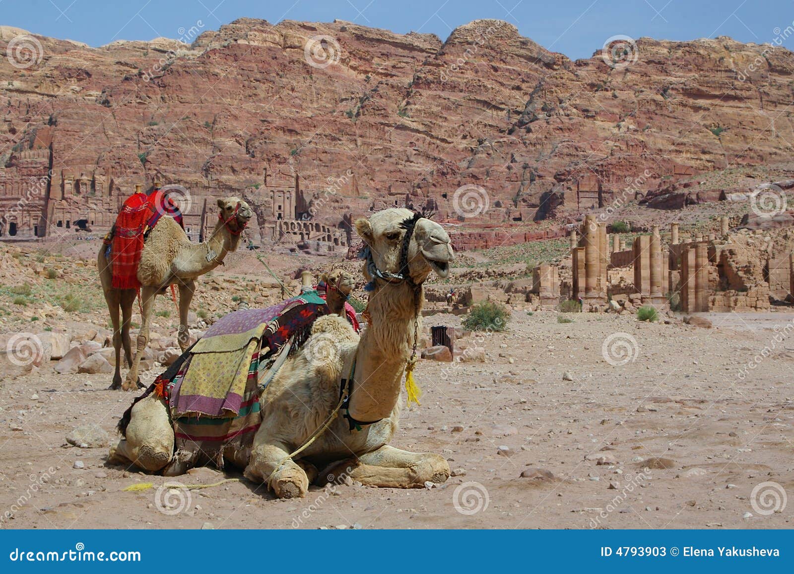 Camels in desert stock image. Image of bridle, dromedary - 4793903