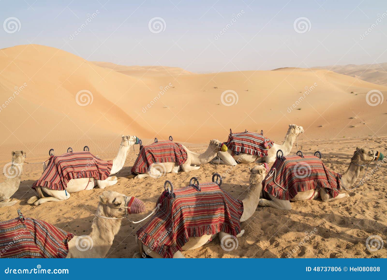 Waiting Camels in Orange Sand of Dersert of Abu Dhabi, UAE. Laying ...