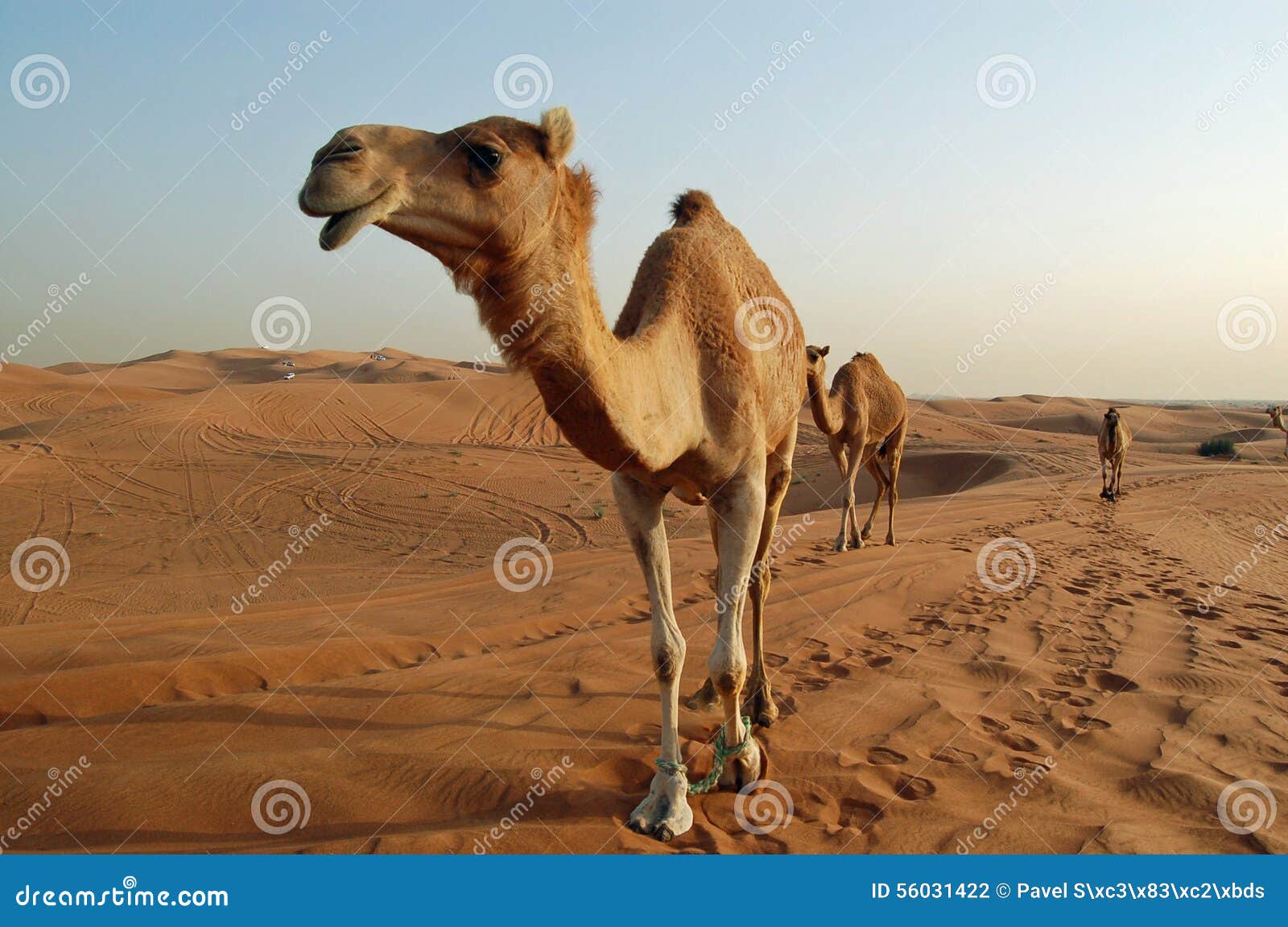 Camels in the desert stock photo. Image of footprints - 56031422