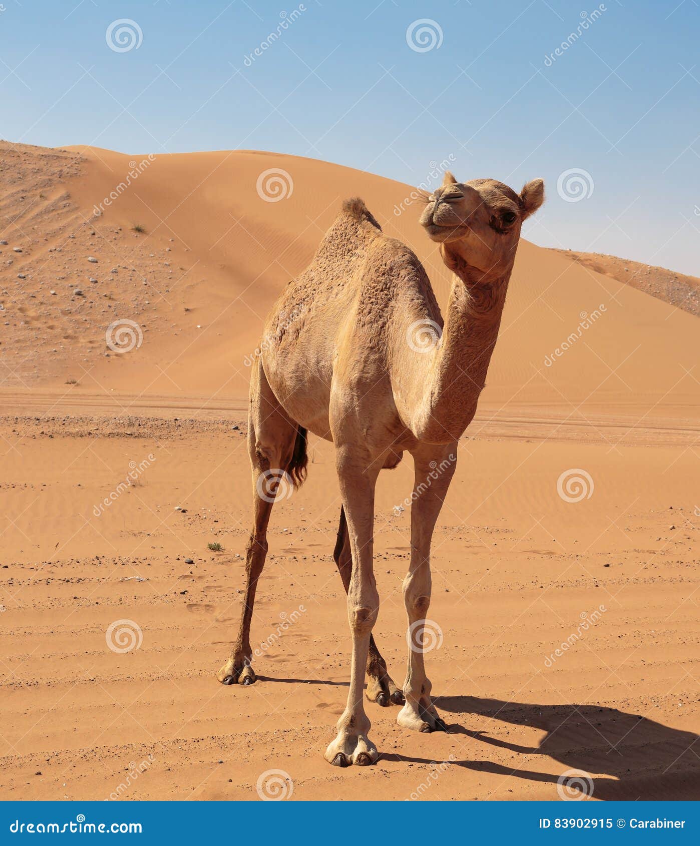 Camels in the desert stock image. Image of desert, hill - 83902915