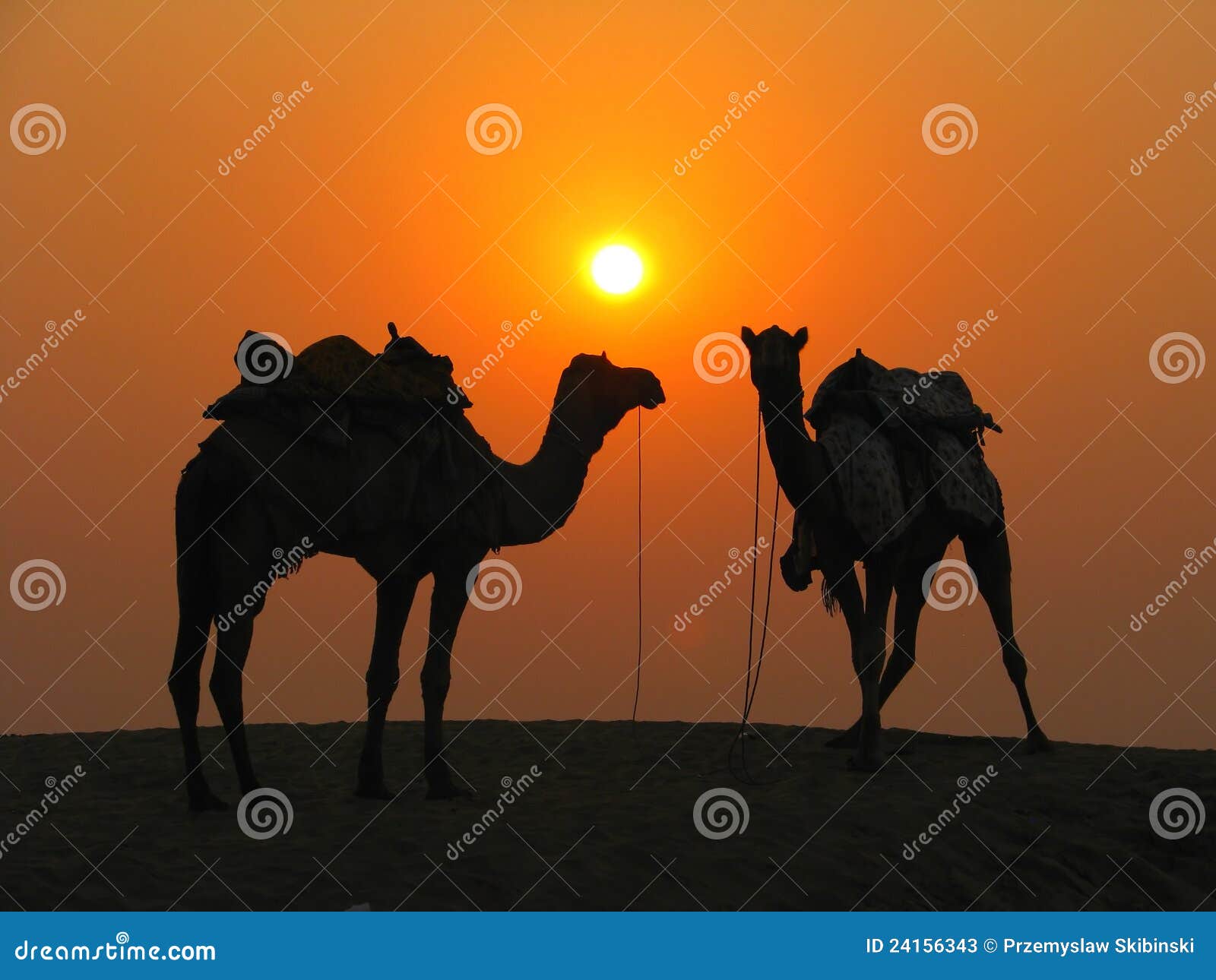 Camels in the Desert at Sunset Stock Image - Image of dusk, hill: 24156343