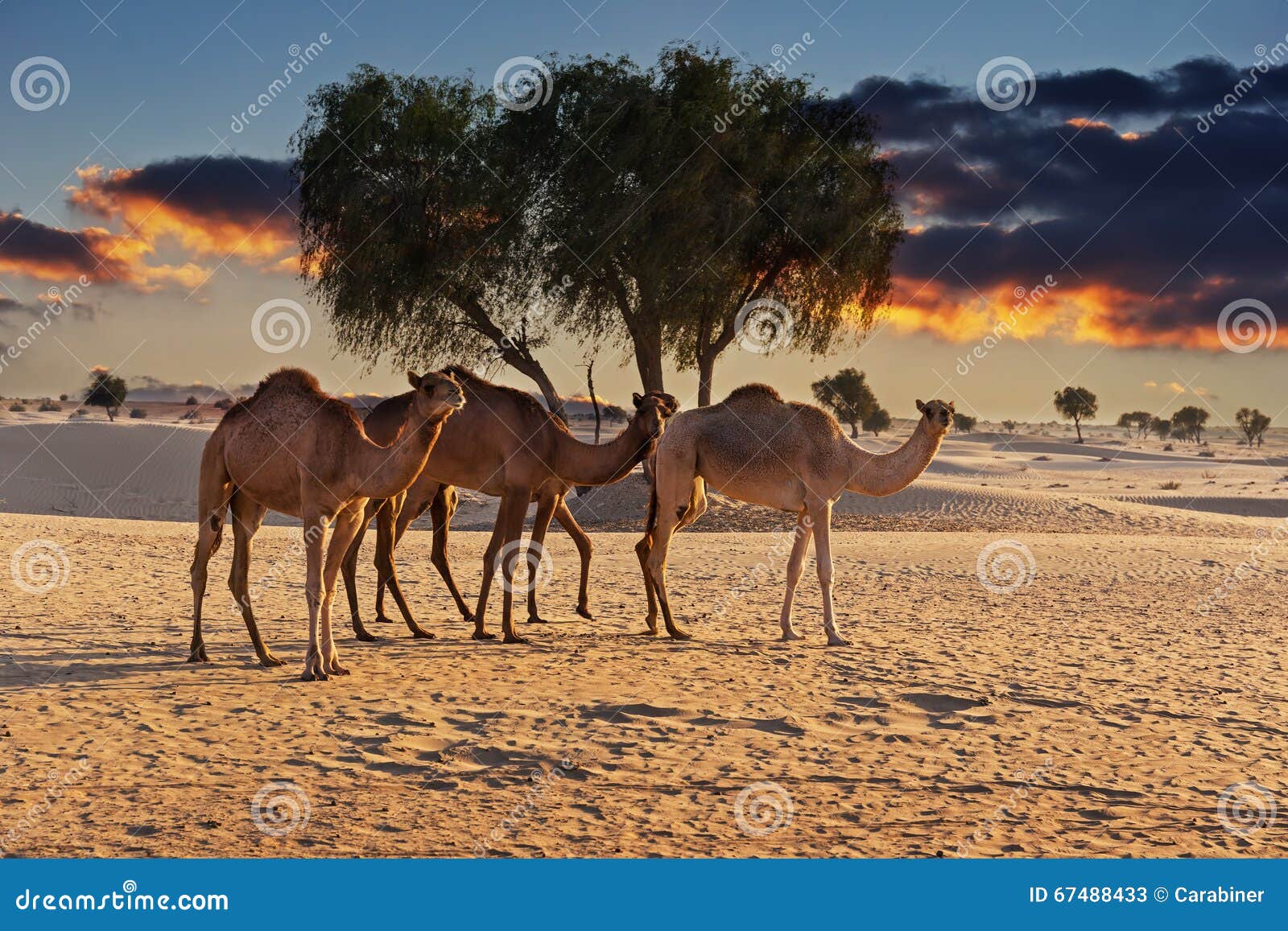 Camels in the Desert at Sunset Stock Image - Image of foreground ...