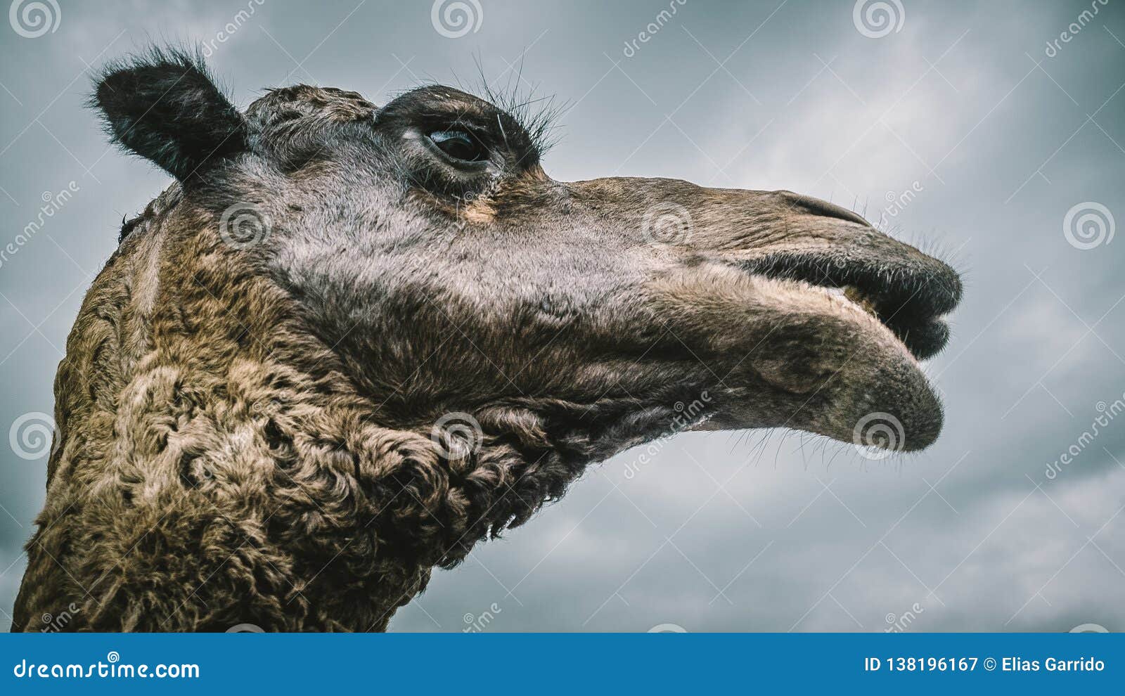Camels and dromedaries stock image. Image of arabian - 138196167