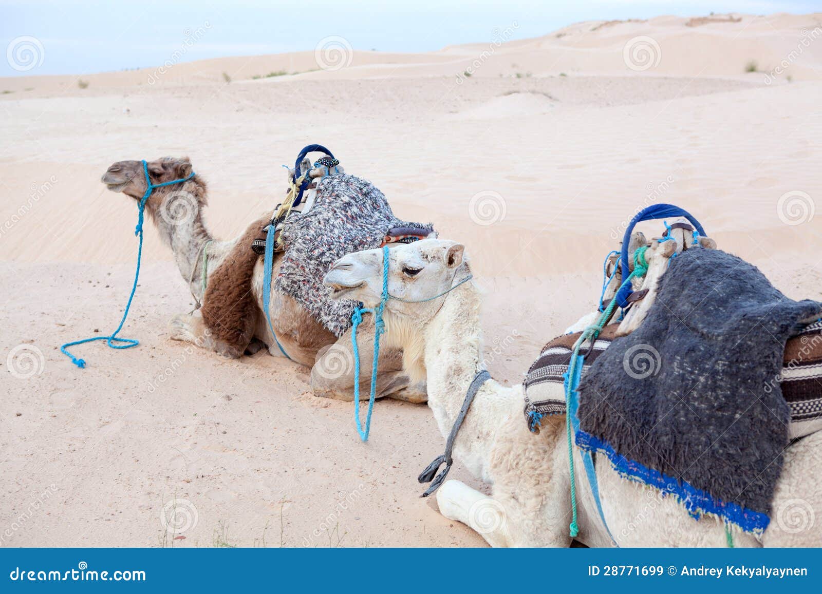 Camels Dromedaries at Rest in Sahara Stock Image - Image of animals ...