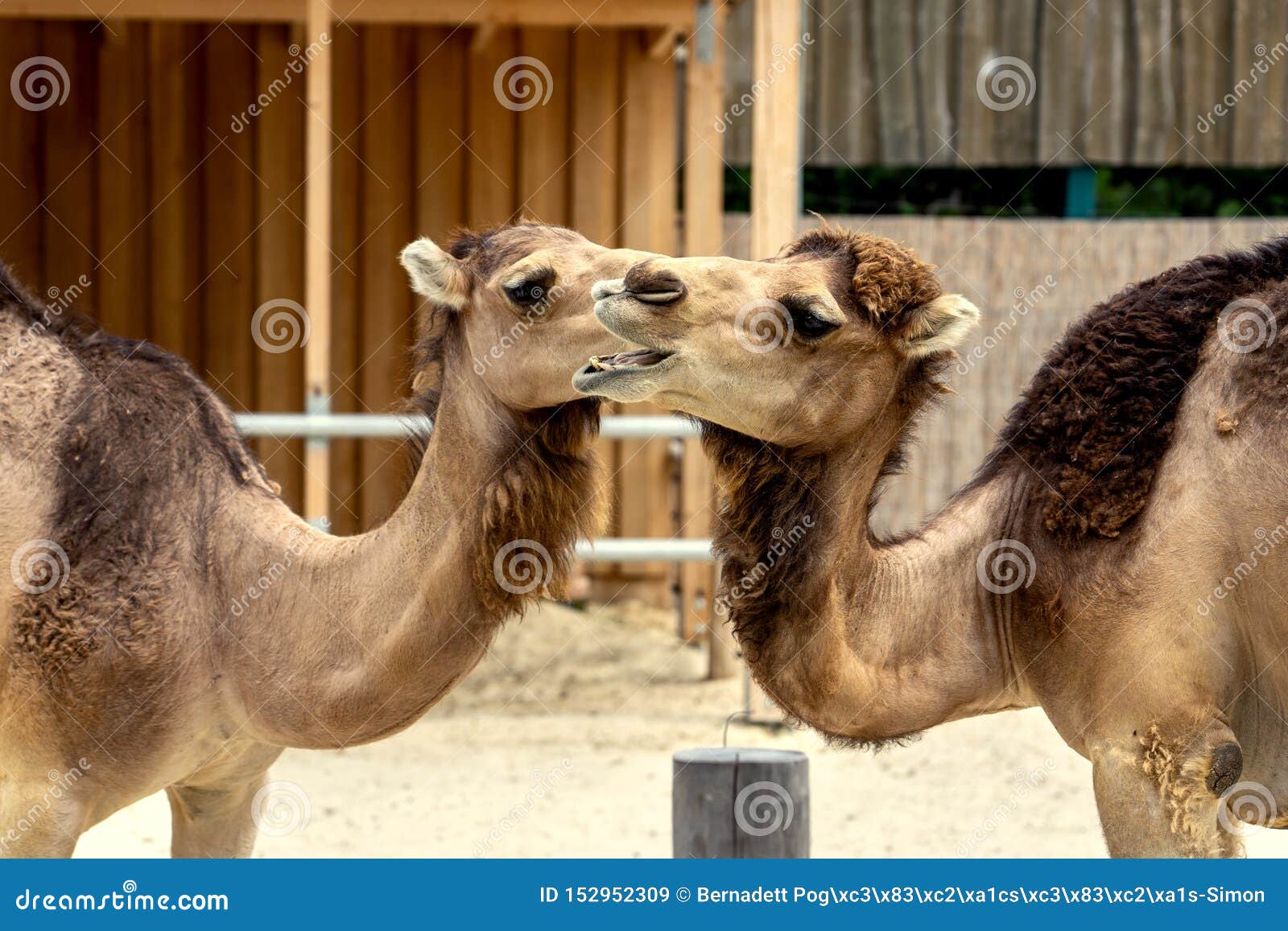 Camels Dromedarys in Love. a Kiss between Two Camels Stock Image ...