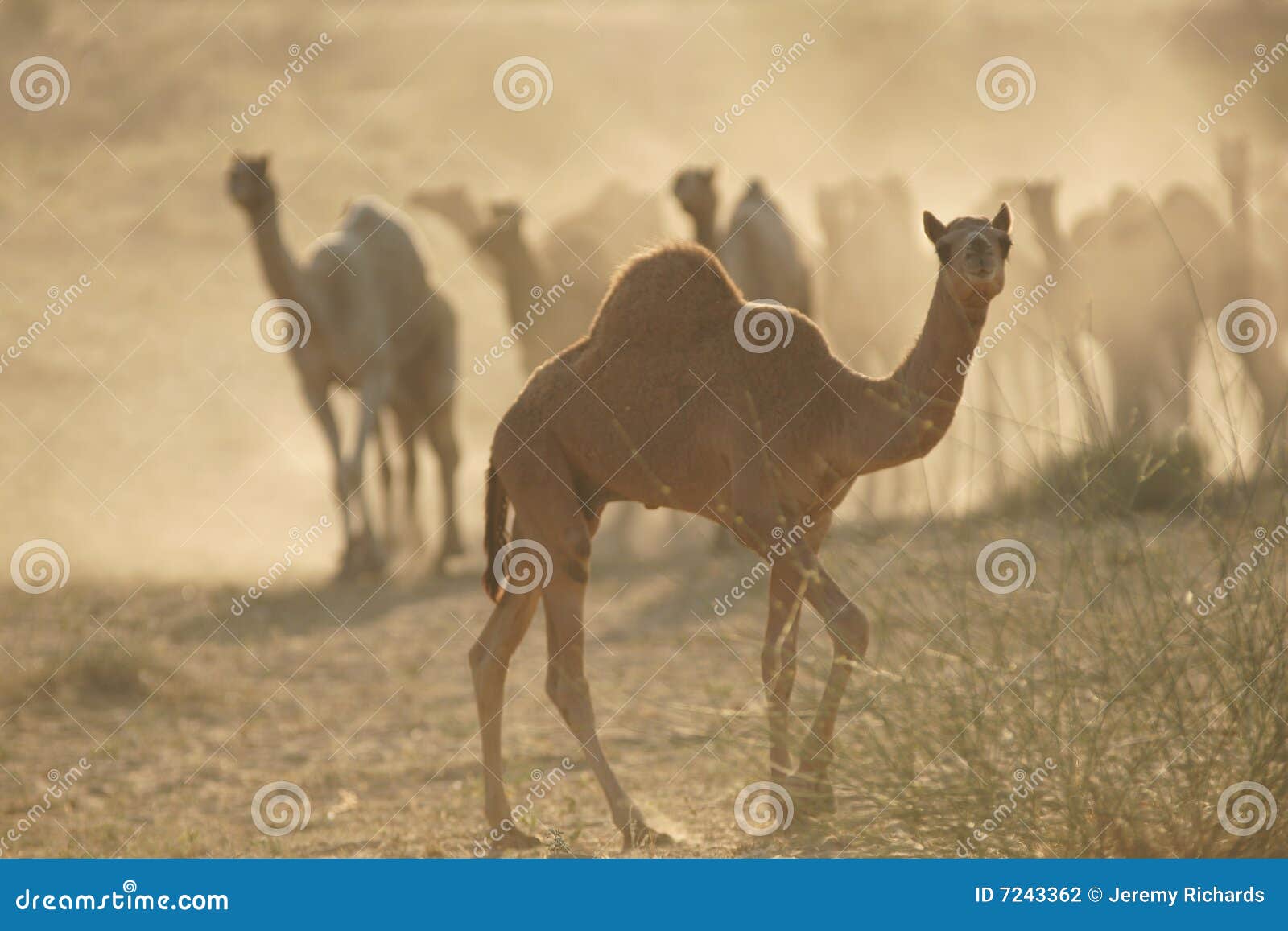 Camels in the Dust stock photo. Image of fair, animal - 7243362