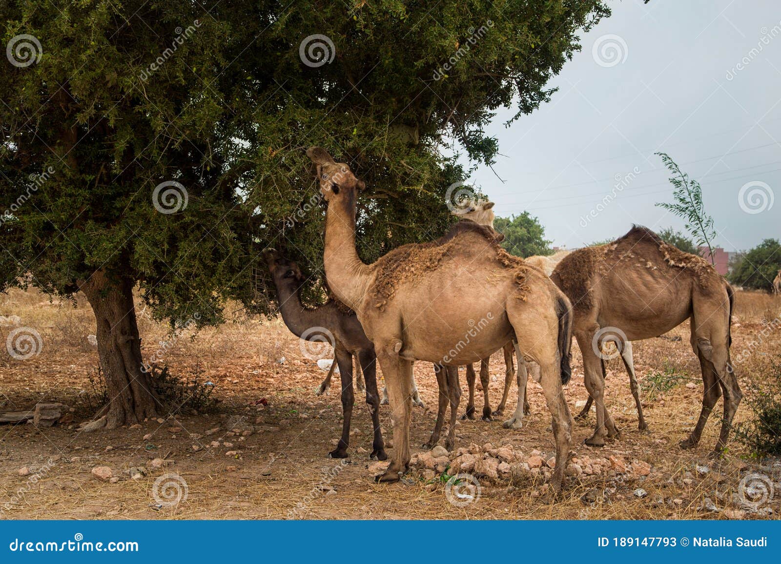 Camels Eat the Fruit of the Argan Tree Stock Image - Image of animal ...