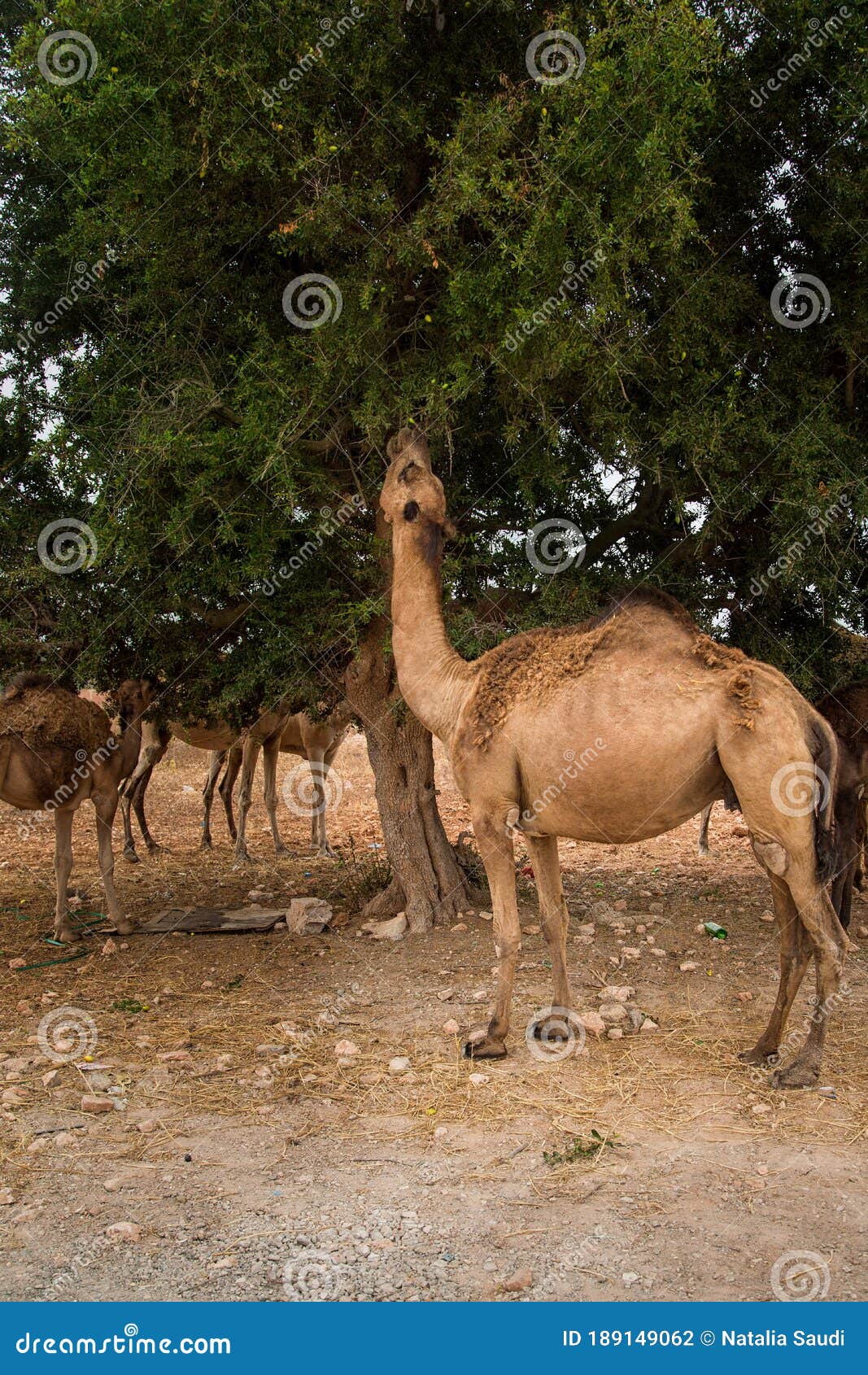 Camels Eat the Fruit of the Argan Tree Stock Photo - Image of wild ...