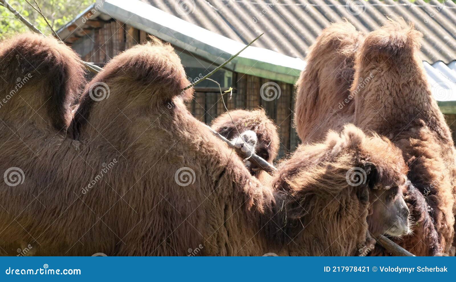 Camels Eating Tree Branche in Zoo Stock Video - Video of cloud ...