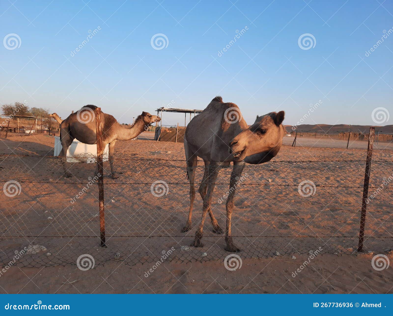 Camels farm in the desert editorial photo. Image of sand - 267736936