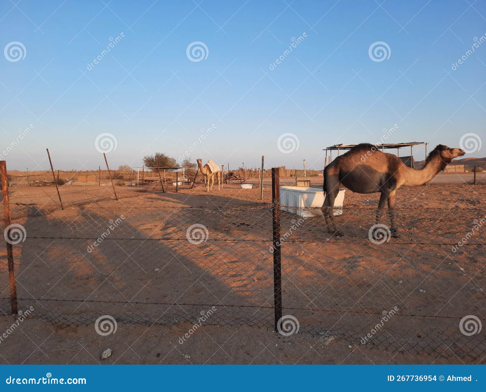 Camels farm in the desert editorial stock image. Image of safari ...