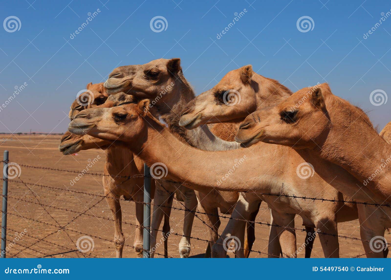 Camels on the farm stock photo. Image of dune, foreground - 54497540