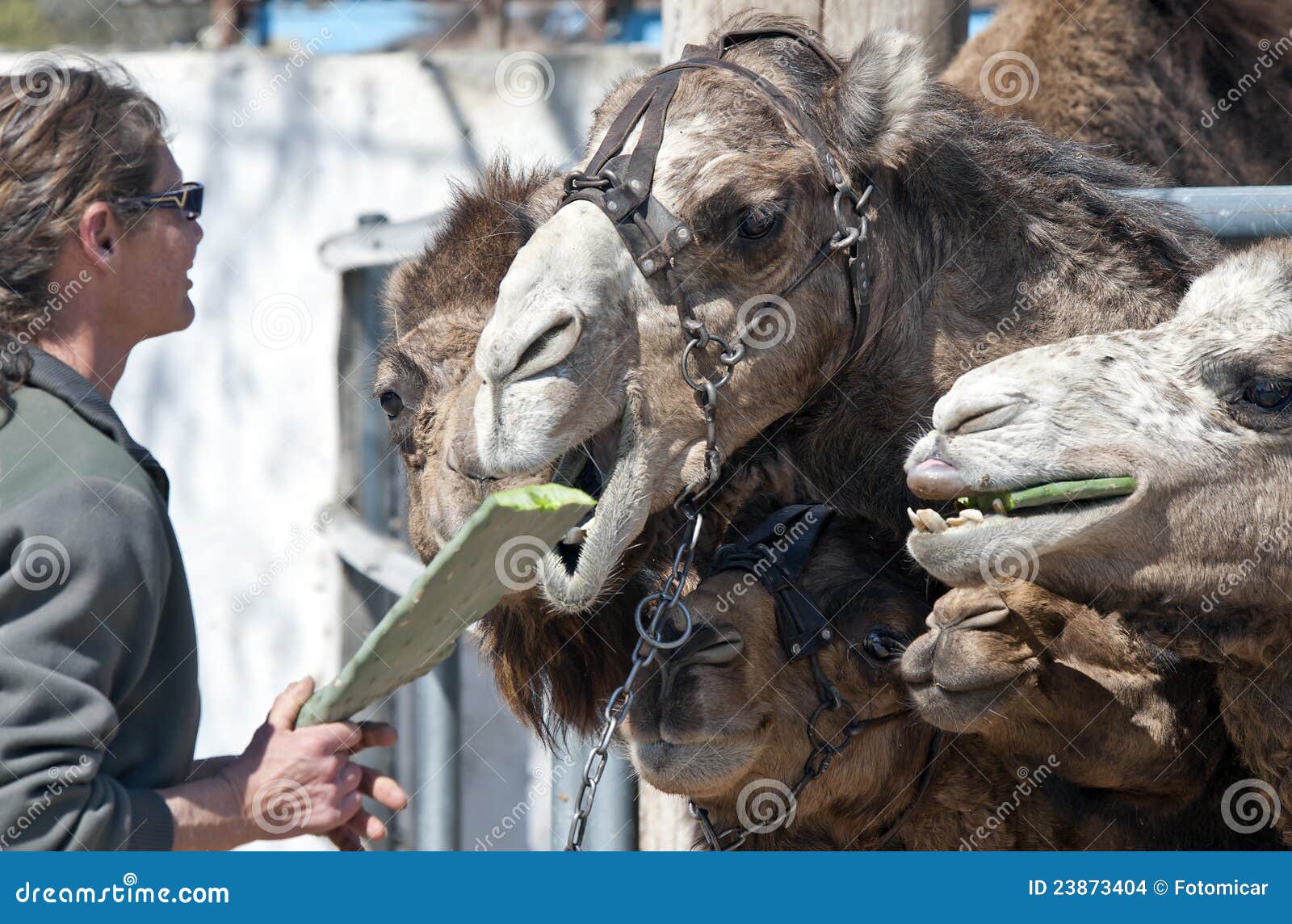 Camels Feeding stock photo. Image of hump, dromedary - 23873404