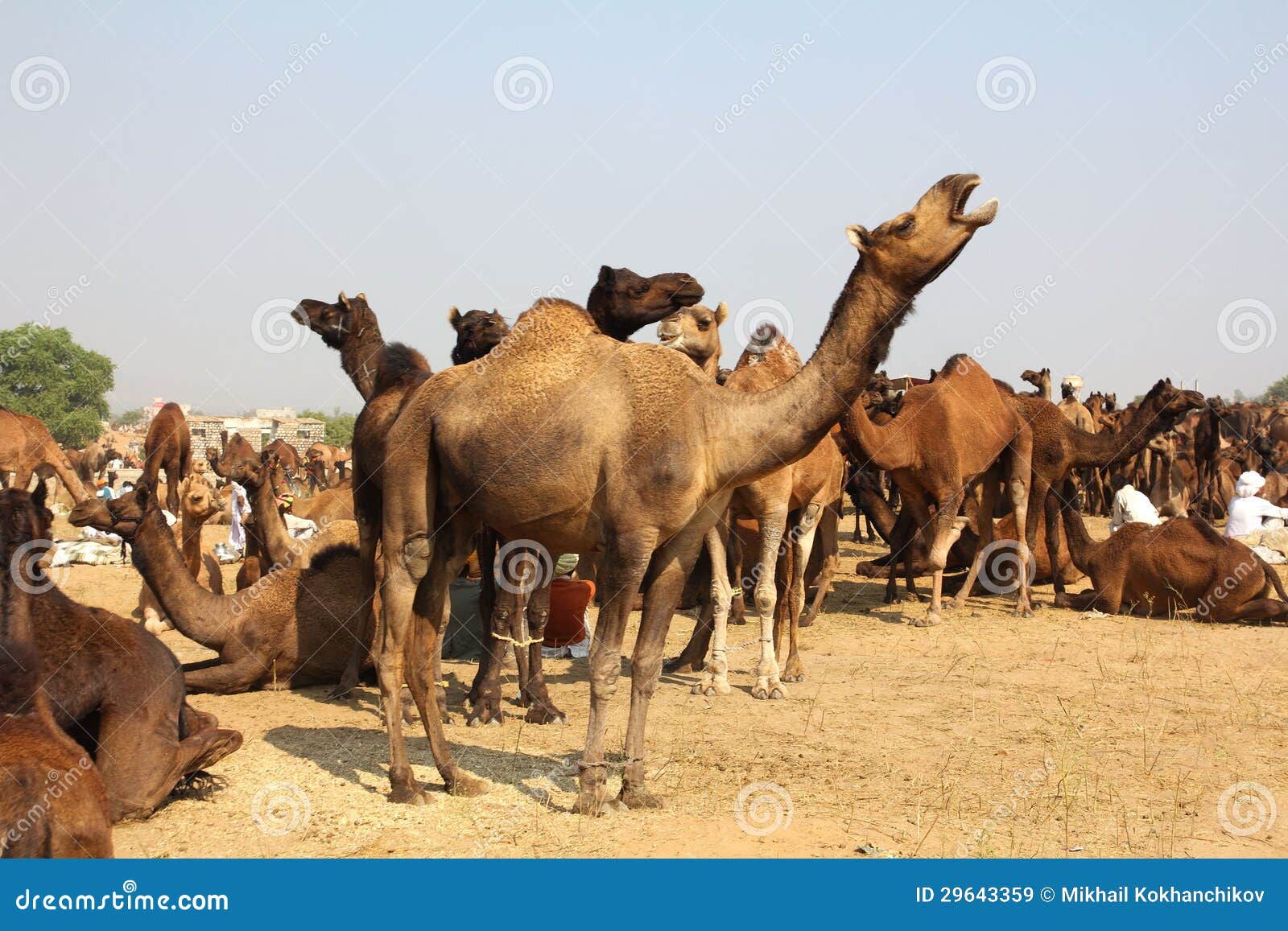 Camels during Festival in Pushkar Stock Image - Image of ethnicities ...