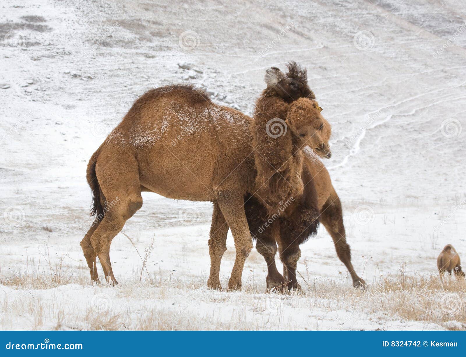 Camels fighting stock photo. Image of ungulate, dromedary - 8324742