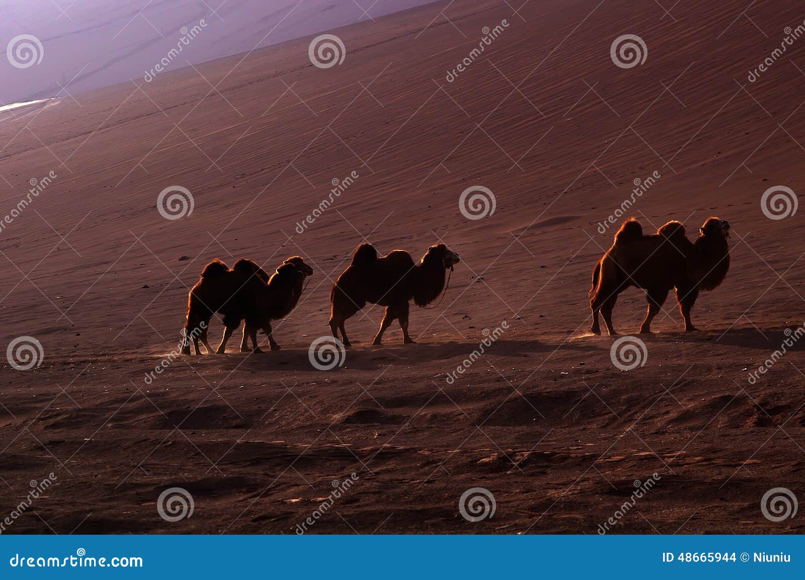 The Camels of the Flame Mountain Stock Photo - Image of china, gullies ...