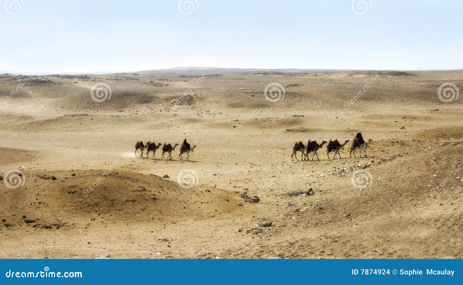 Camels on the Giza Plateau, Cairo, Egypt Stock Photo - Image of beast ...