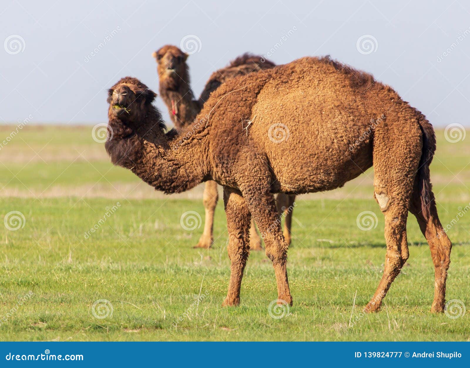 Camels Graze in a Field in Spring Stock Image - Image of fauna ...