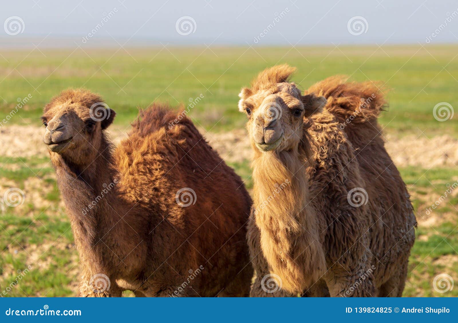 Camels Graze in a Field in Spring Stock Image - Image of wild, meadow ...