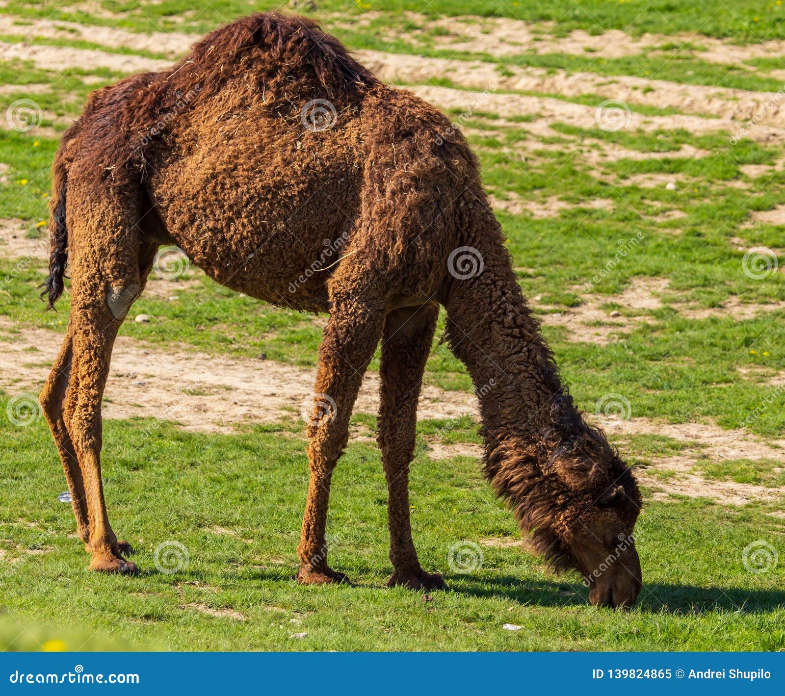 Camels Graze in a Field in Spring Stock Image - Image of domestic ...
