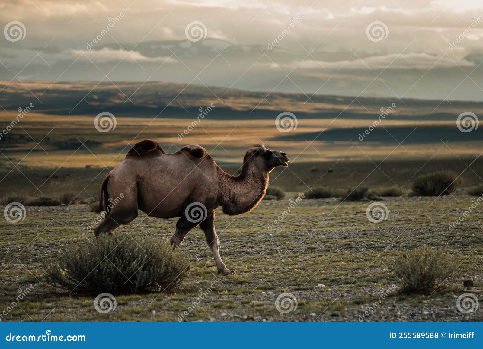 A Camels Grazes in the Steppe of the Altai Mountains Stock Photo ...