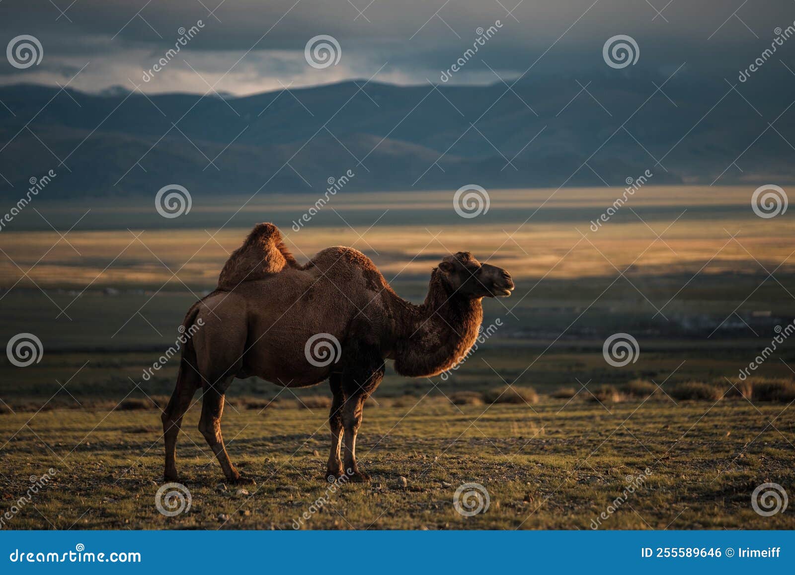 A Camels Grazes in the Steppe of the Altai Mountains Stock Photo ...