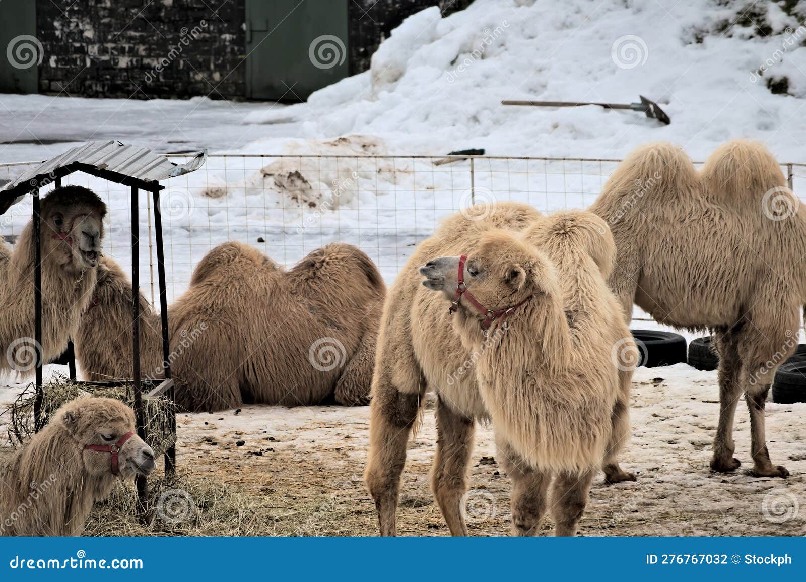 Camels Grazing on Hay at a Snowy Farm Stock Photo - Image of animal ...