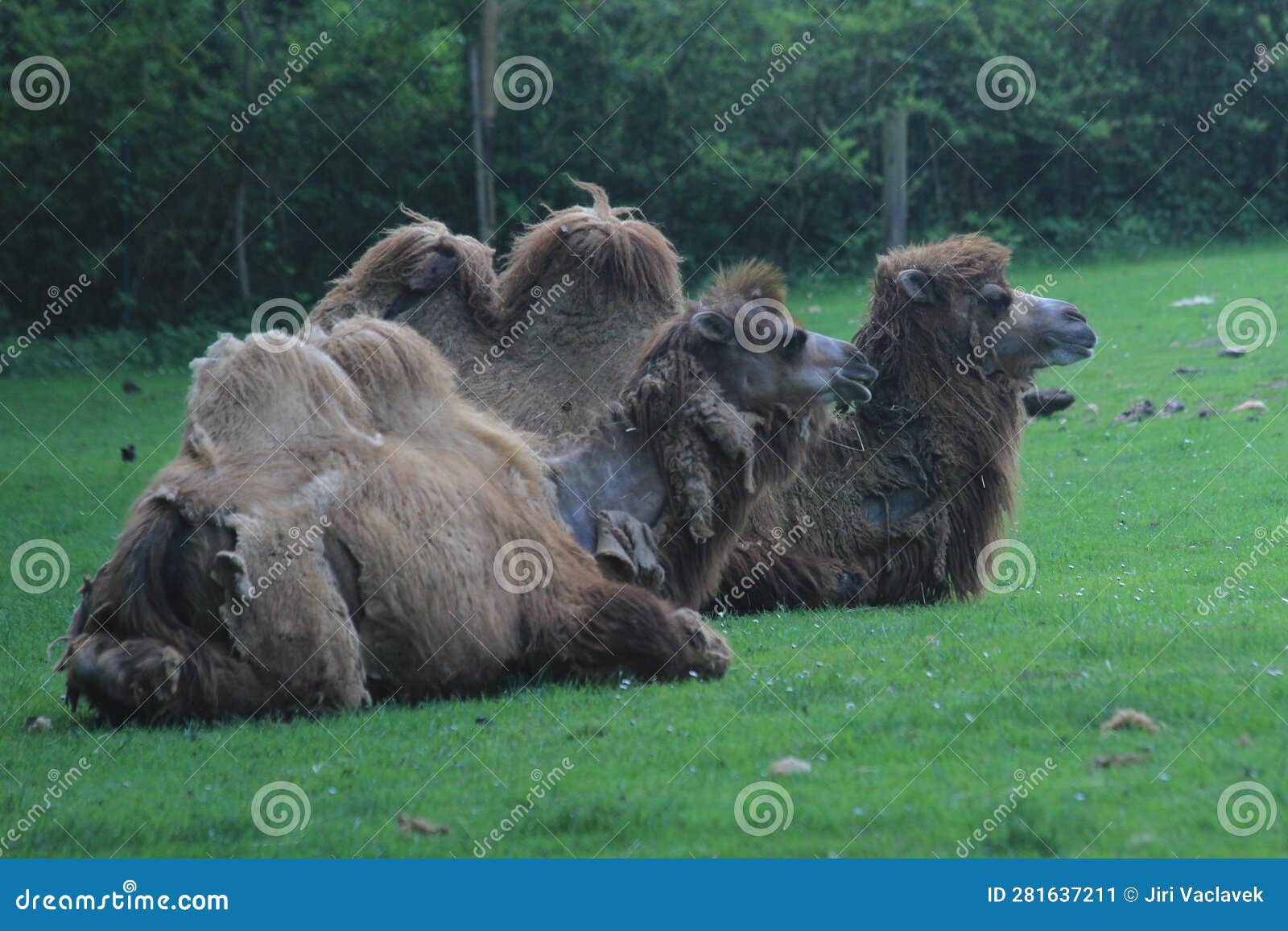 Camels in the green garden stock image. Image of beautiful - 281637211