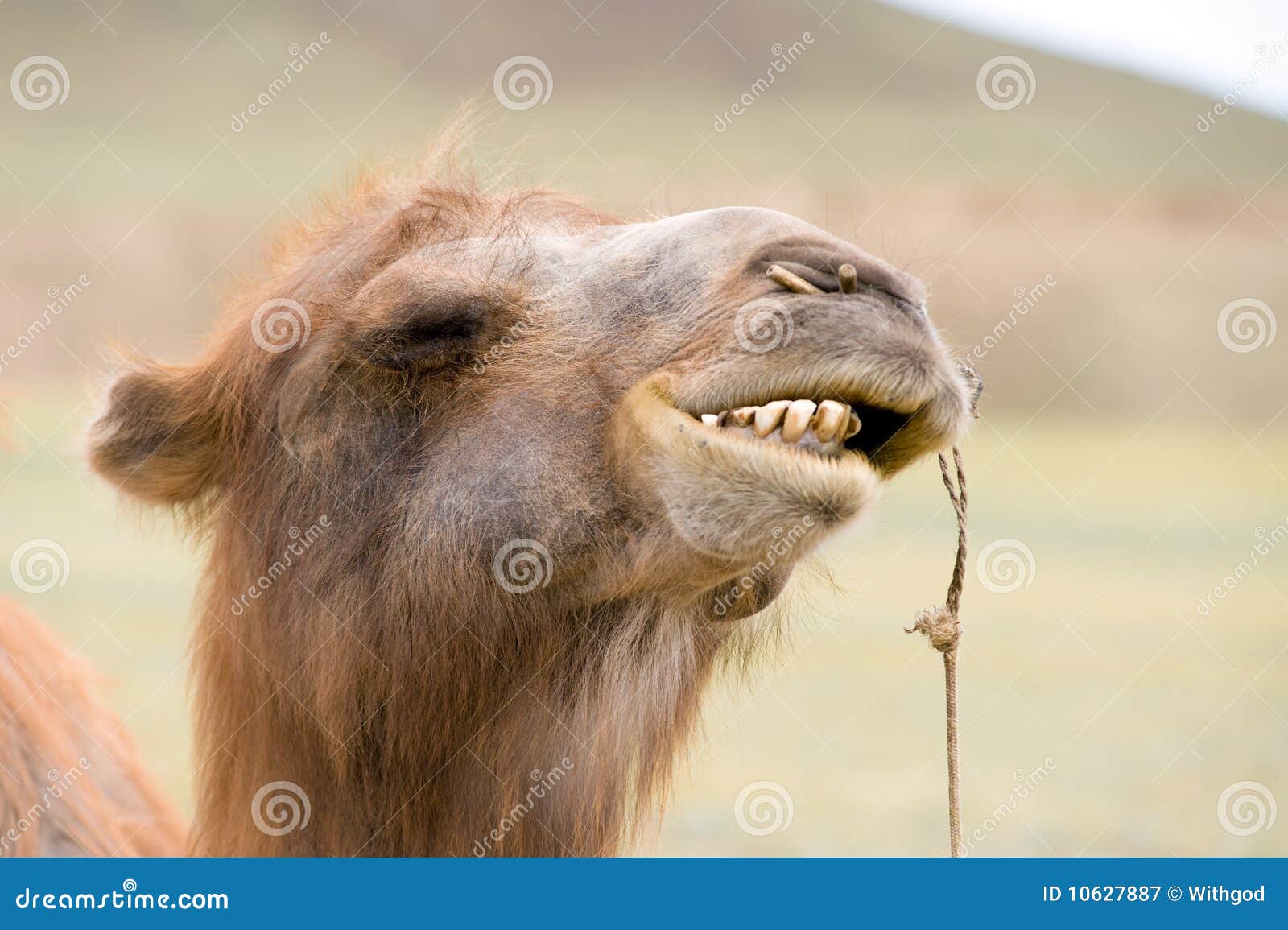 Camels grin stock image. Image of mammal, grin, nose - 10627887