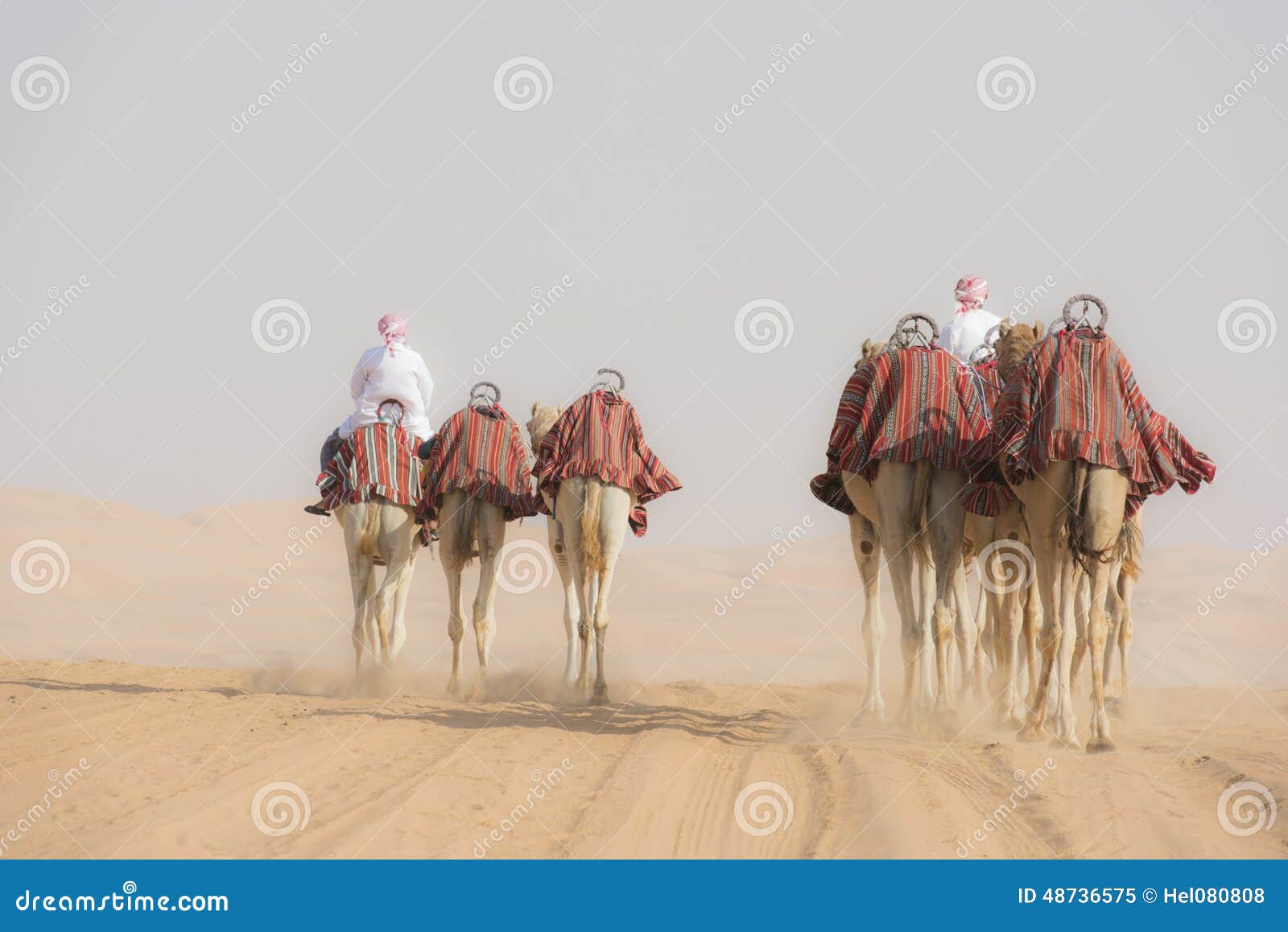 Camels Riding in Desert of Abu Dhabi, UAE. Dromedaries Leaded through ...