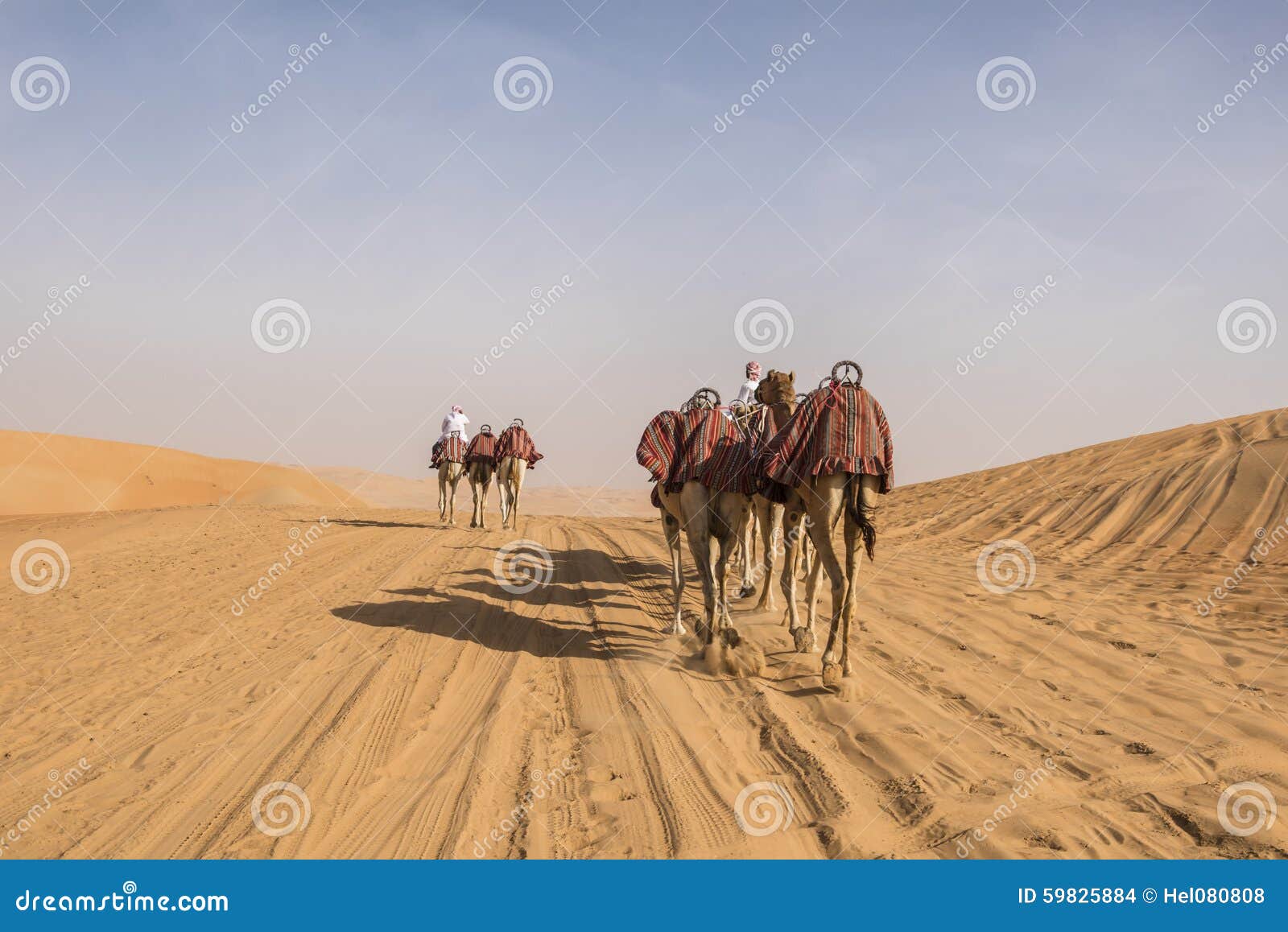 Camels in Desert of Abu Dhabi, UAE. Leaded Dromedaries Riding in Desert ...