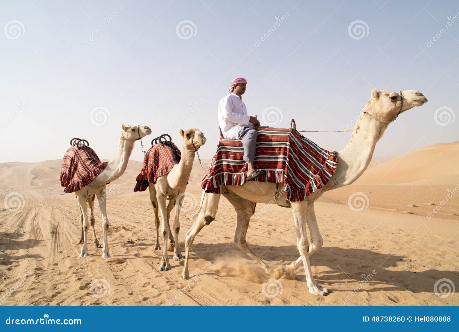 Camel Leader With Two Young Dromedaries In Abu Dhabi, UAE Editorial ...