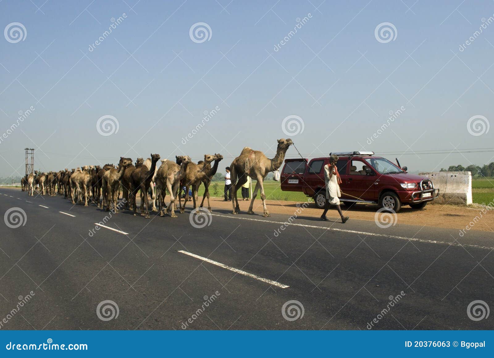 Camels on highway in India editorial stock photo. Image of passion ...