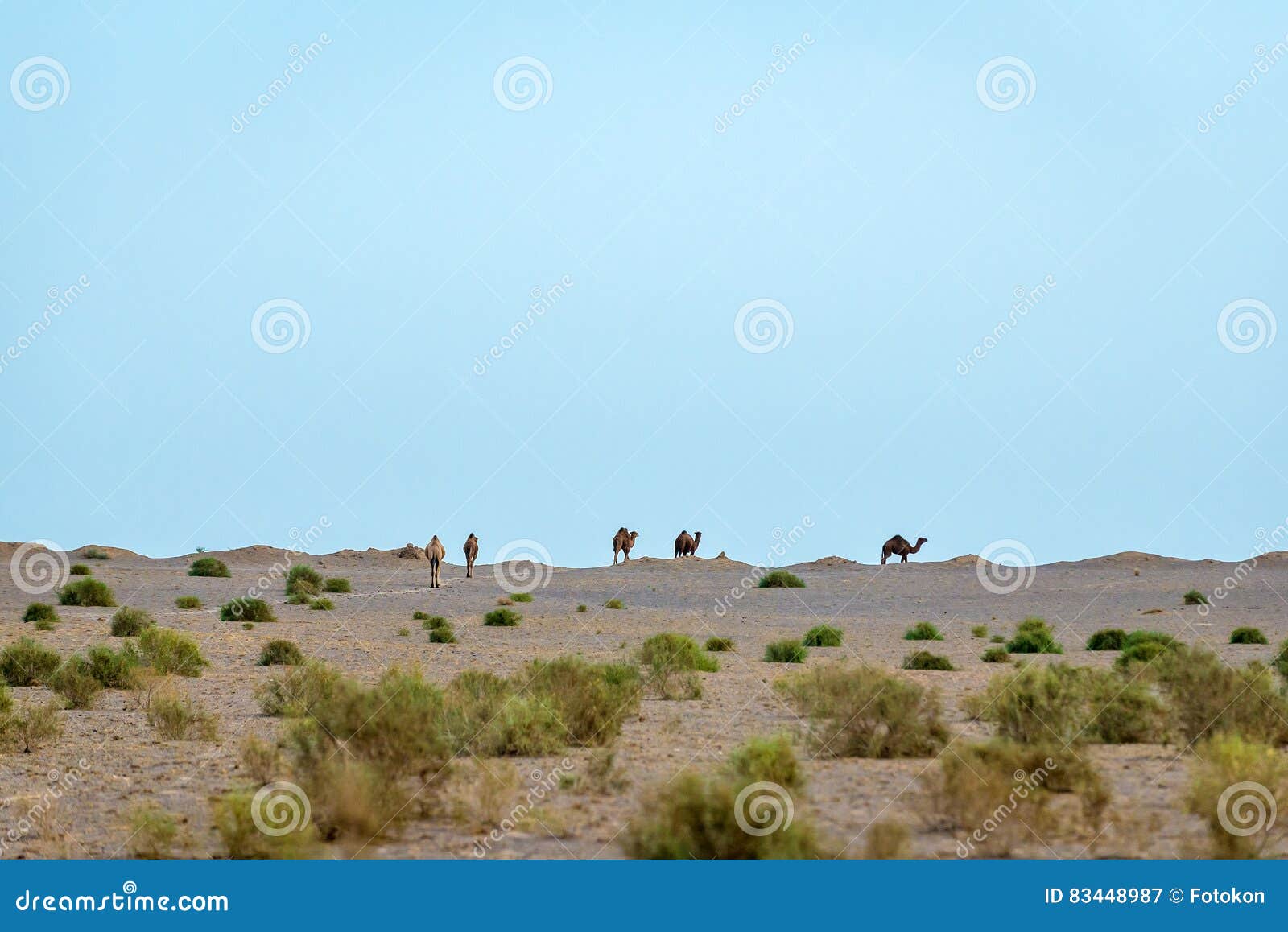 Camels in Iran stock image. Image of iran, walk, maranjab - 83448987