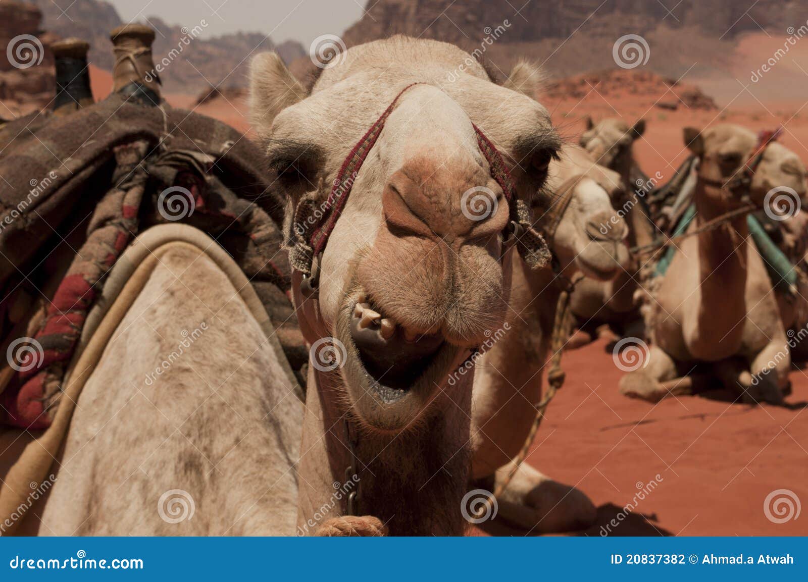 Camels in Jordan stock photo. Image of nose, desert, lips - 20837382