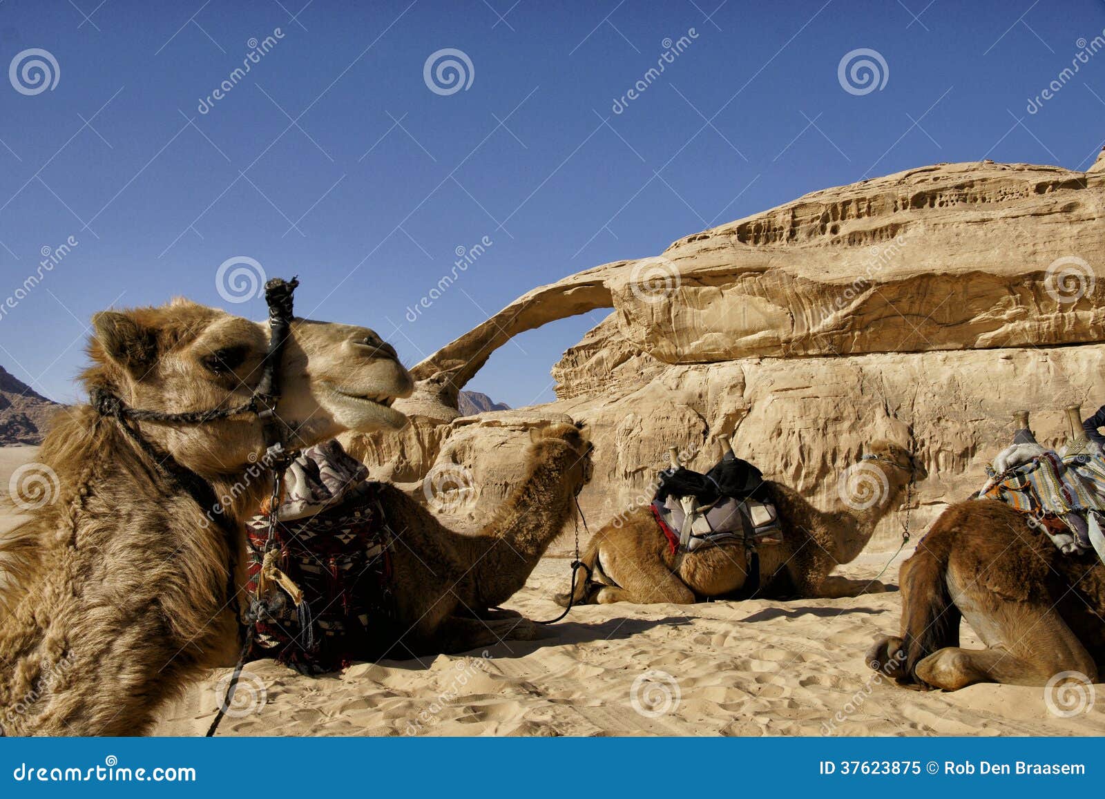 Camels in the Jordan Desert Stock Image - Image of camel, desert: 37623875