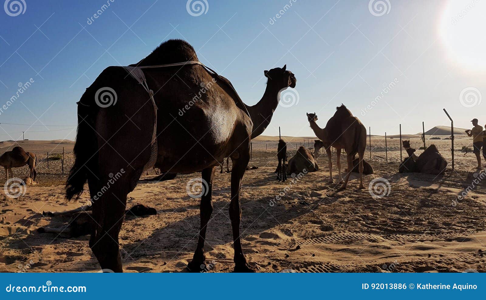 Camels, look at the sun stock photo. Image of look, shines - 92013886