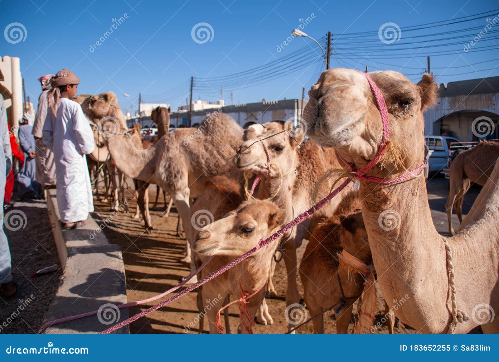 Camels Market in Eid editorial image. Image of market - 183652255