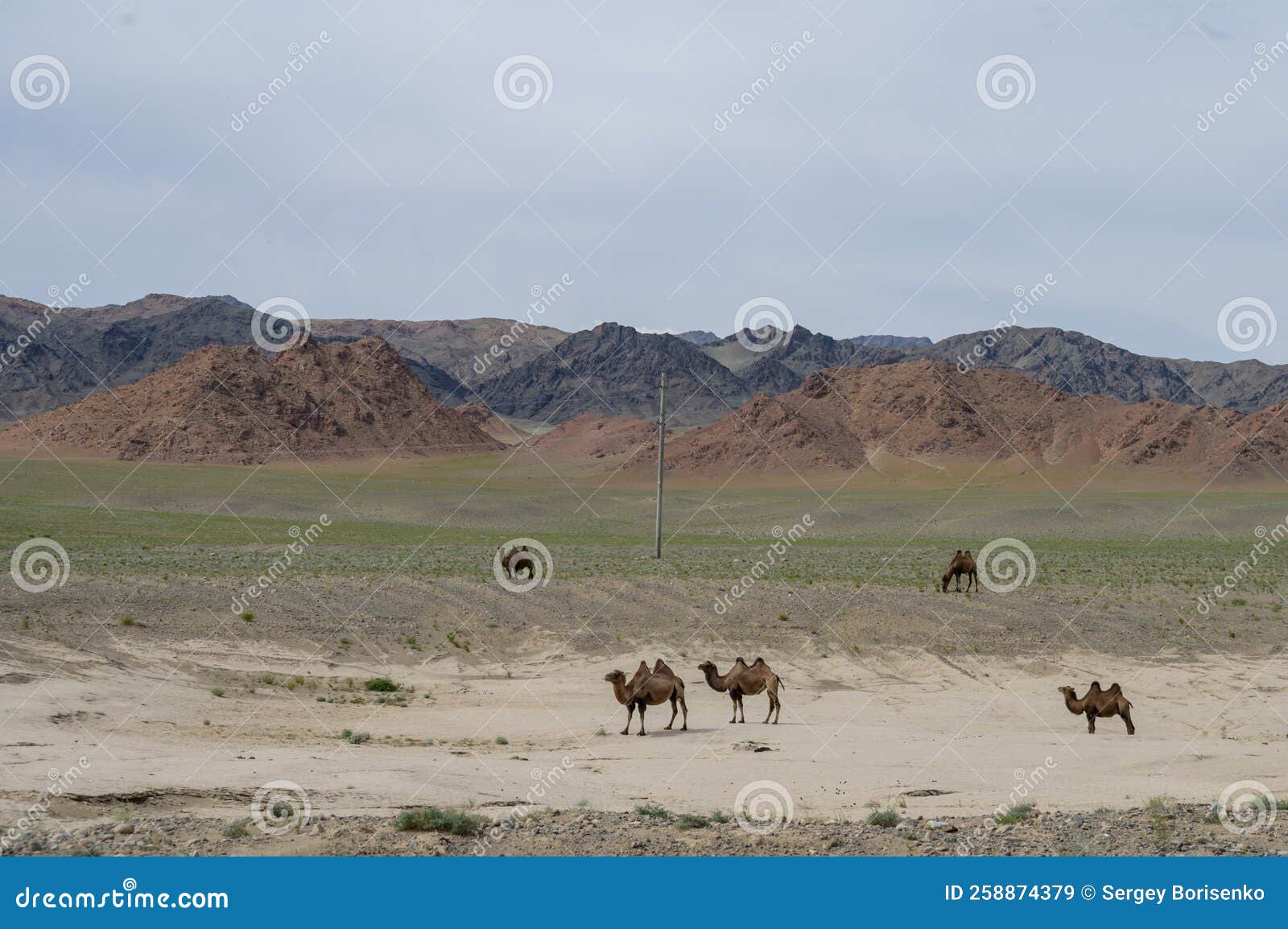 Camels in the Mongolian Steppe. Stock Image - Image of domestic ...