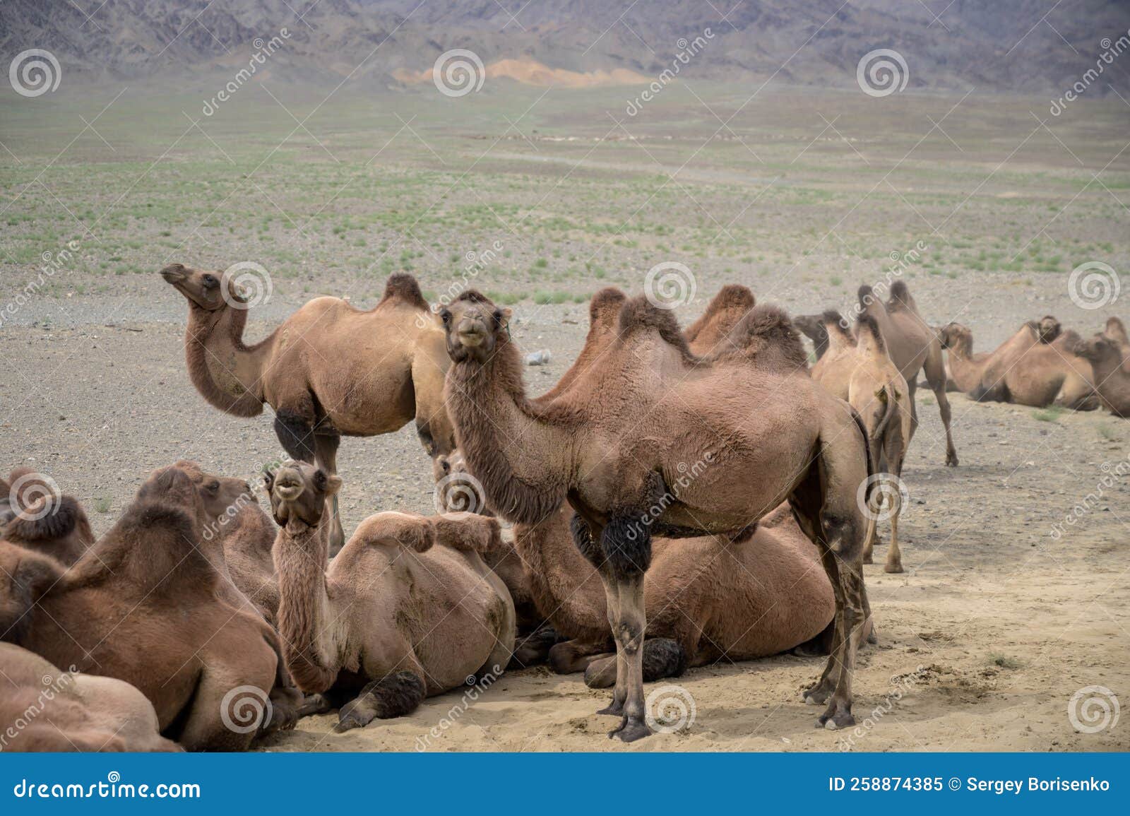 Camels in the Mongolian Steppe. Stock Image - Image of miri, herd ...