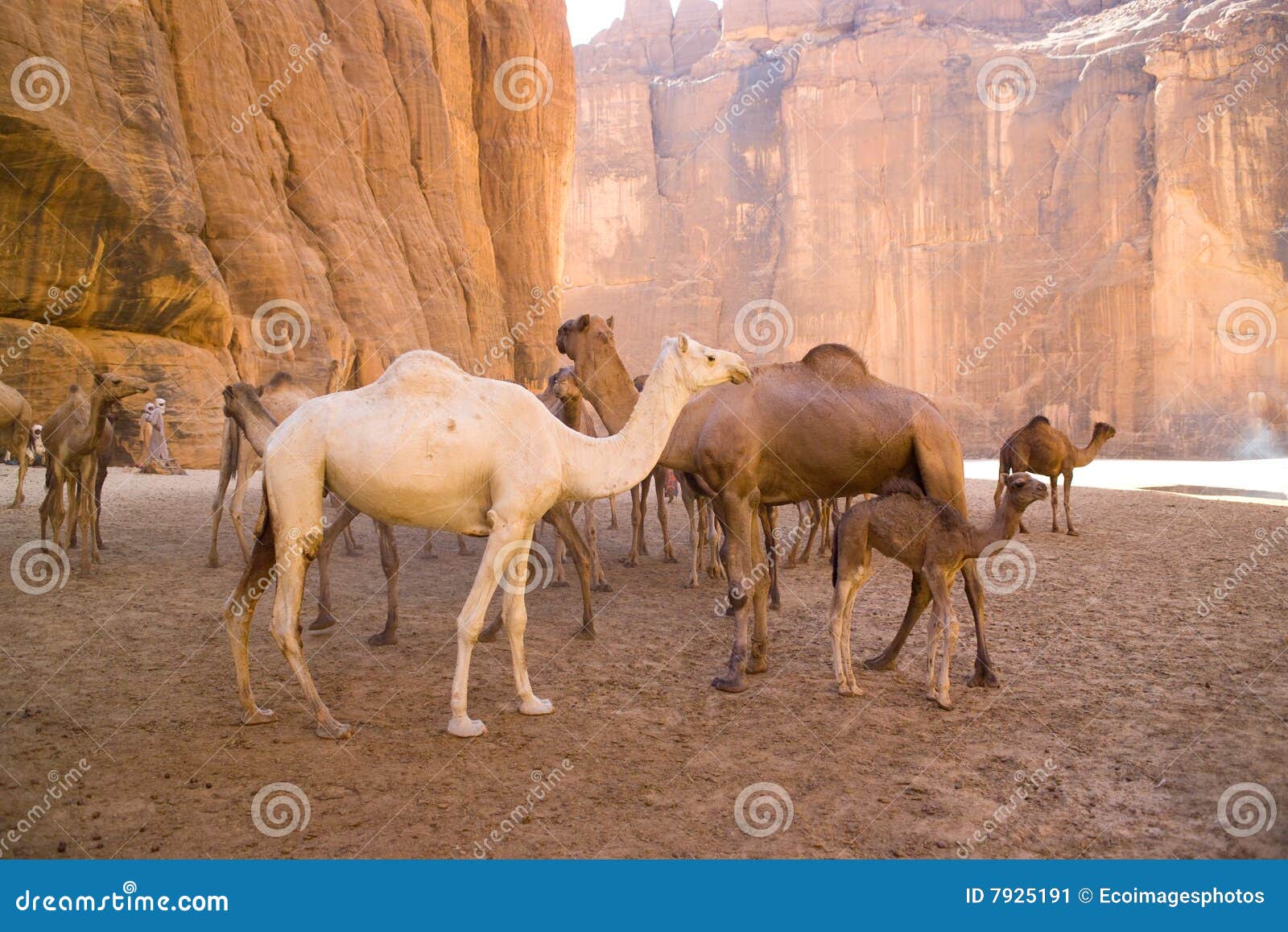 Camels in Mountain Desert in Chad Stock Image - Image of animal, travel ...