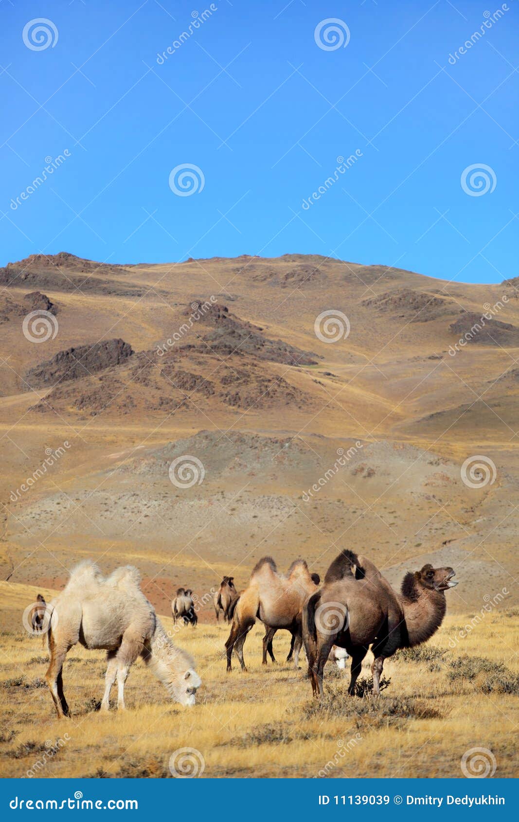 Camels on mountains stock image. Image of bactrian, asian - 11139039